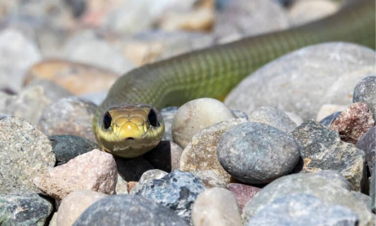 What Snakes Live in Montana? 6 Huge Serpents You May Encounter - A-Z ...