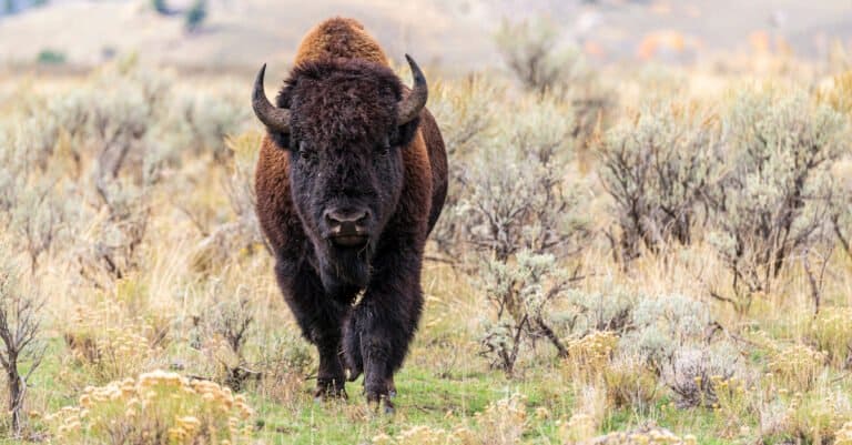 European Bison vs. American Bison: 4 Key Differences Explained - A-Z ...