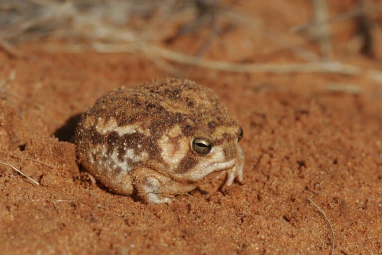 The 10 Cutest Frogs in the World - A-Z Animals