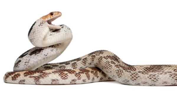 Gopher Snake Animal Pictures | A-Z Animals