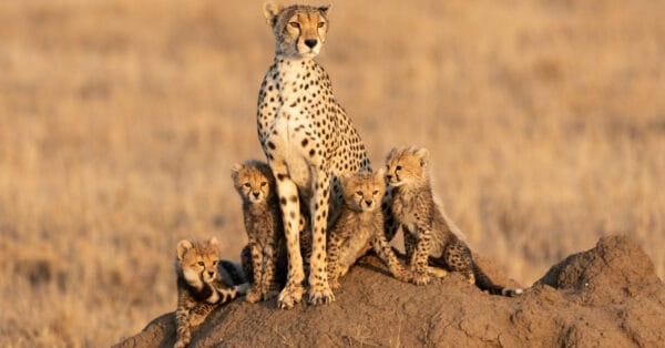 Litter Size - A-Z Animals