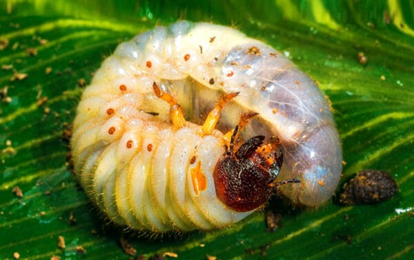 What Do Grubs Eat? - A-Z Animals