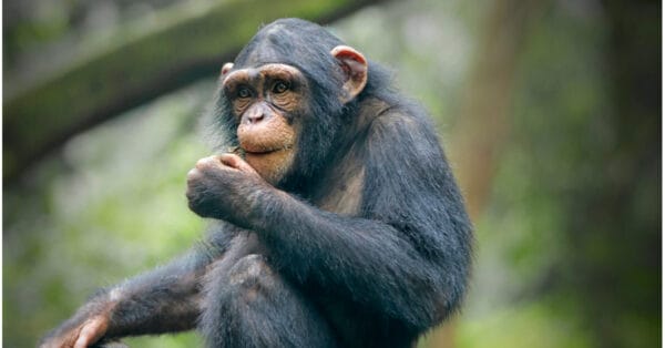 Ape Animal Pictures | A-Z Animals