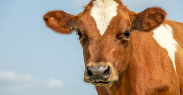 Miniature Cow Prices 2024: Purchase Cost, Food Budget, and More! - A-Z ...