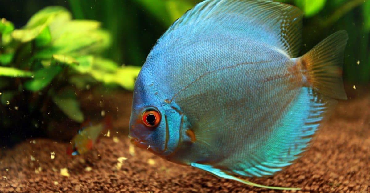 12 Types of Blue Fish: Different Aquarium Fish that are Blue - A-Z Animals