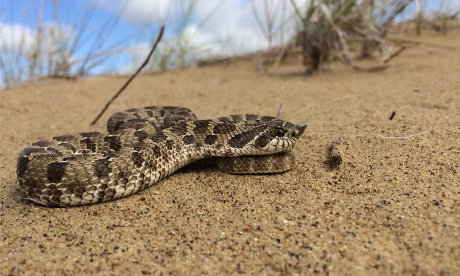 Discover the 8 Most Unusual Snakes in Canada - A-Z Animals