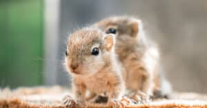 When Do Squirrels Have Babies? - A-Z Animals