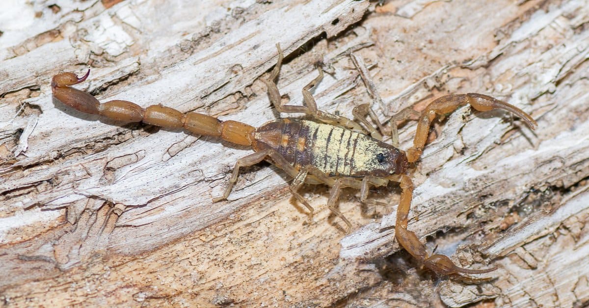 3 Scorpions in Georgia - A-Z Animals