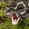 11 Snakes With Hemotoxic Venom - A-Z Animals