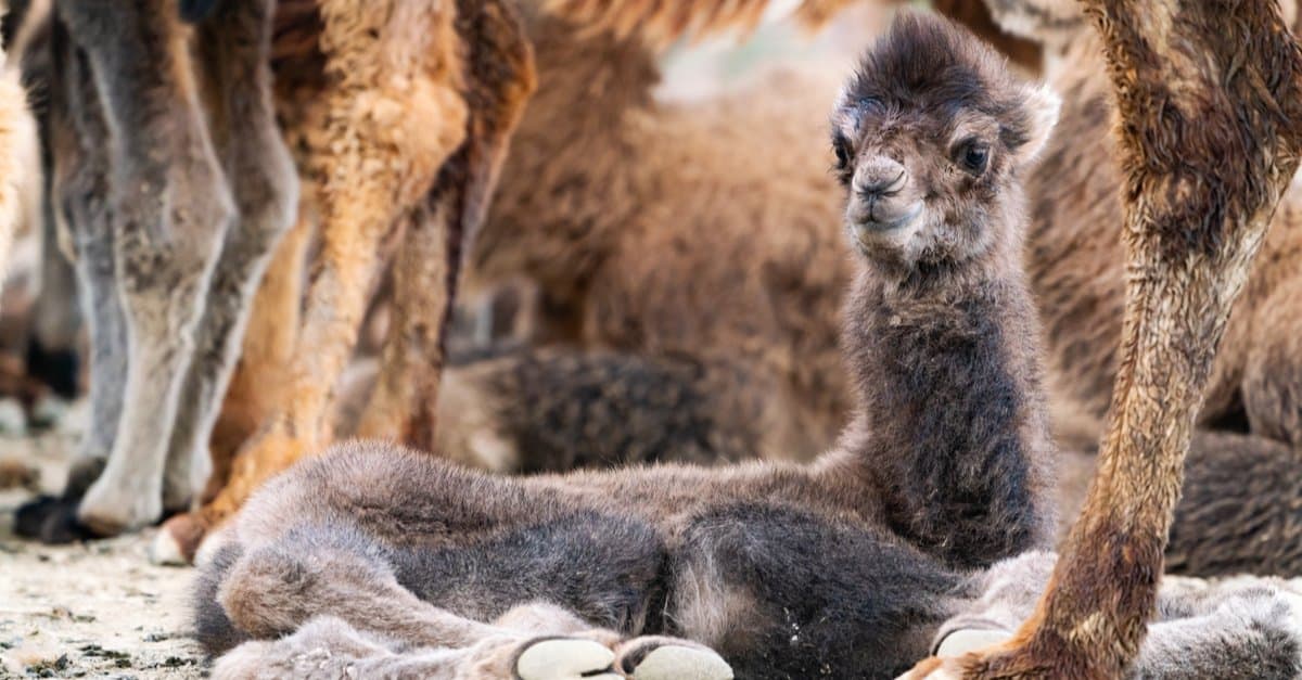 What’s a Baby Camel Called + 4 More Amazing Facts and Pictures! - A-Z ...