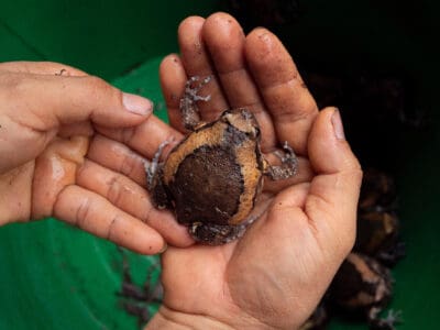 Chubby Frogs: Do They Make Good Pets? - A-Z Animals