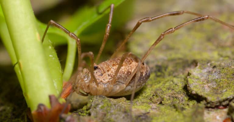 The 5 Biggest Spiders in Hawaii - A-Z Animals