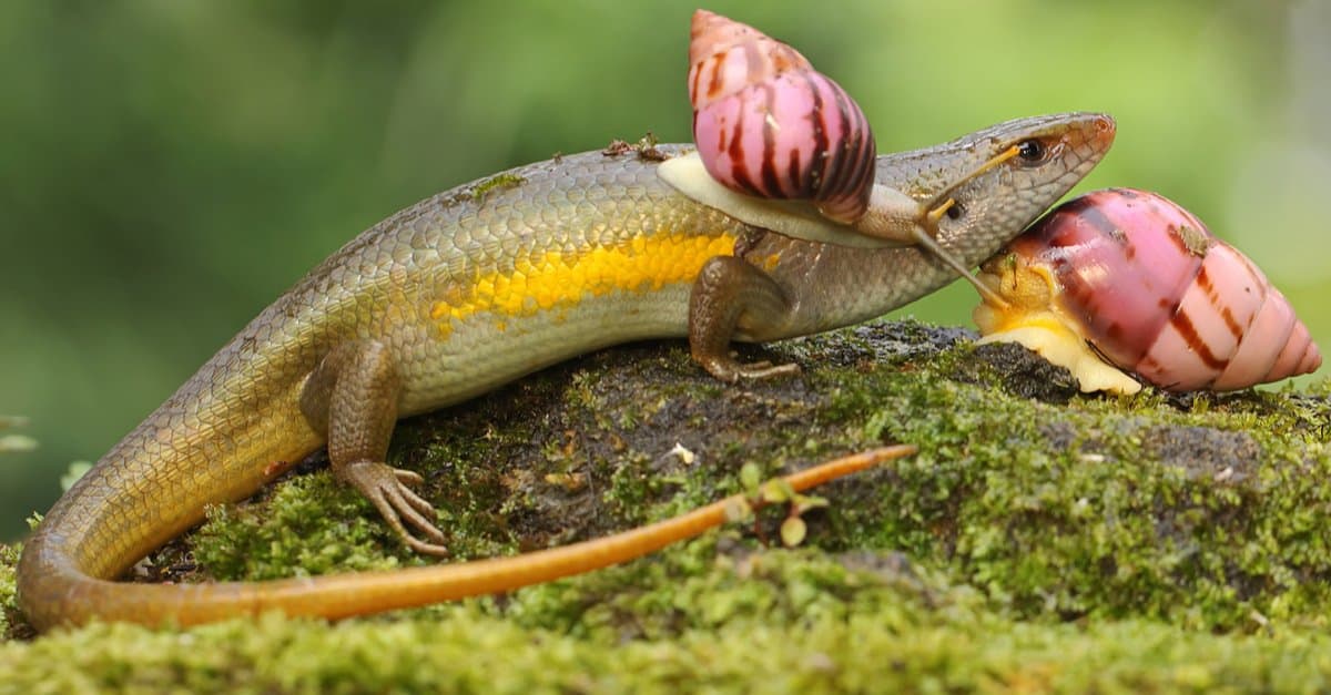 Are Frogs Amphibians or Reptiles? - A-Z Animals