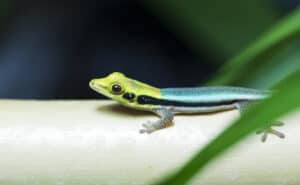 The 9 Smallest Lizards in the World (One Was Just Discovered!) - A-Z ...