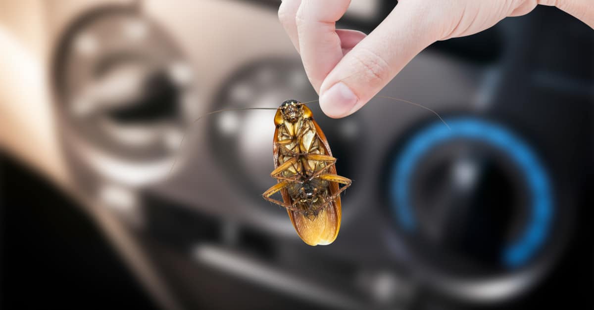 Roaches In Your Car: Why They Do This and How to Remove Them - A-Z Animals