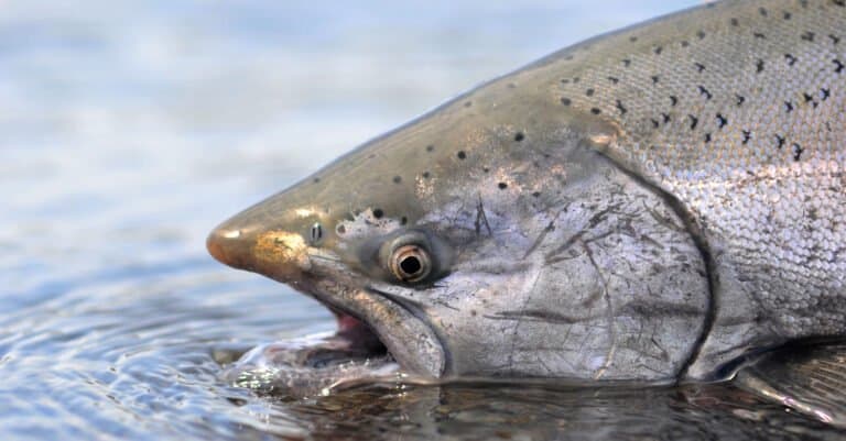 Sea Monsters! The 10 Biggest Trophy Fish Ever Caught in Alaska - A-Z ...