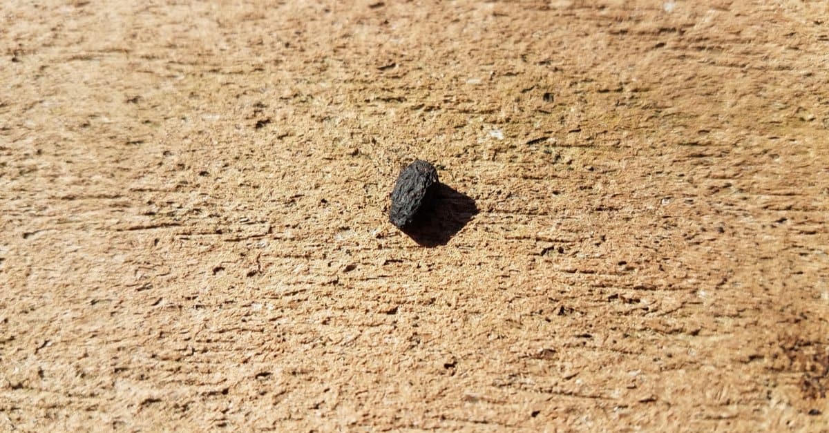 Squirrel Poop Vs Rat Poop - A-Z Animals