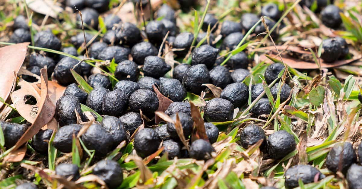 Backyard Animal Poop Identification: A Complete Guide for 2024 - A-Z ...