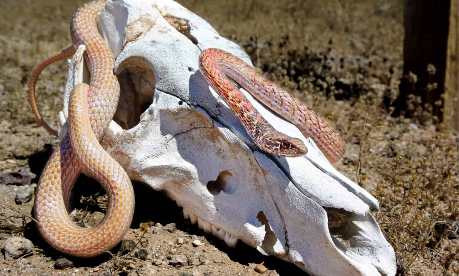 Discover 20 Incredible Red Snakes (7 Are Venomous!) - A-Z Animals