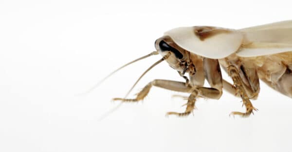 Cockroach Life Cycle: From Eggs, to Nymphs, to Adults - A-Z Animals