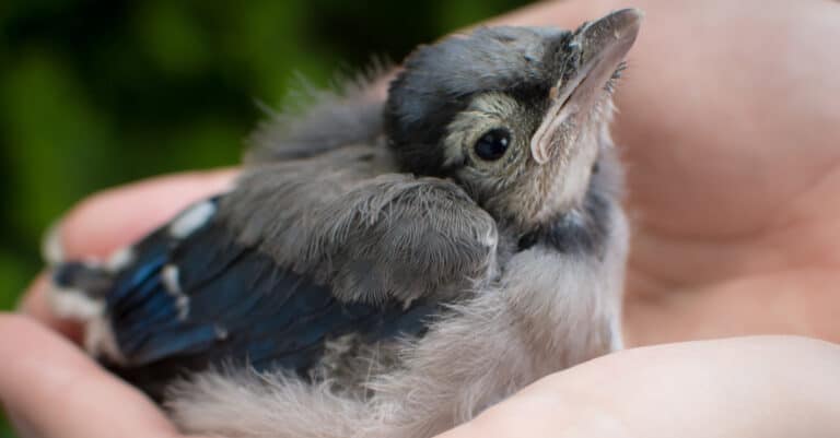 Blue Jay Bird Facts - Cyanocitta cristata - A-Z Animals