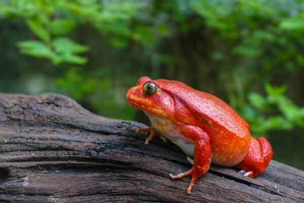 22 Most Incredible Frogs Throughout the World - A-Z Animals