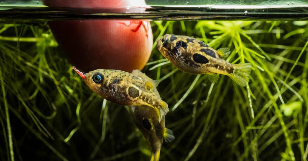 15 Types Of Freshwater (And Saltwater) Pufferfish - A-Z Animals