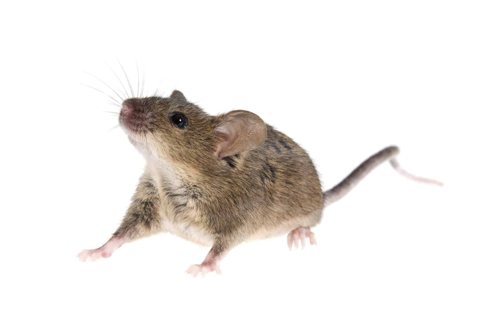 Mouse Tracks: Identification Guide for Snow, Mud, and More - A-Z Animals