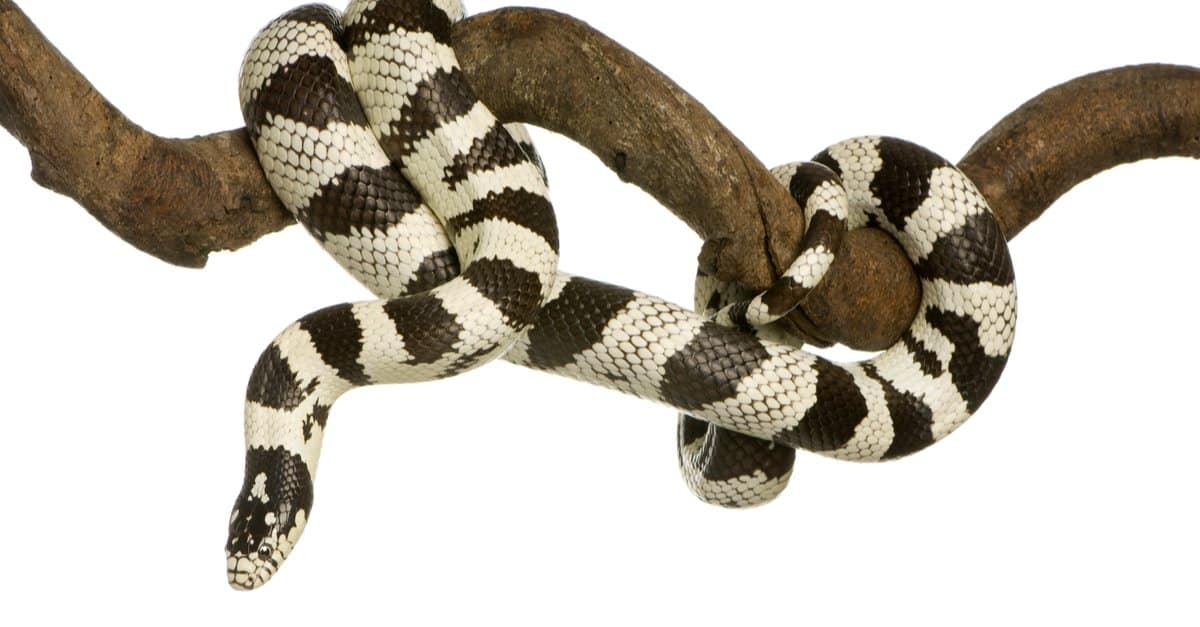 11 Cutest Snakes In The World - A-Z Animals