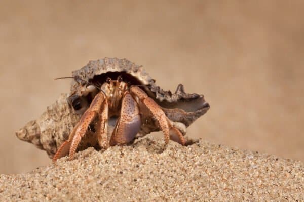 Discover the Largest Hermit Crabs (One is 3 Feet Long!) - A-Z Animals