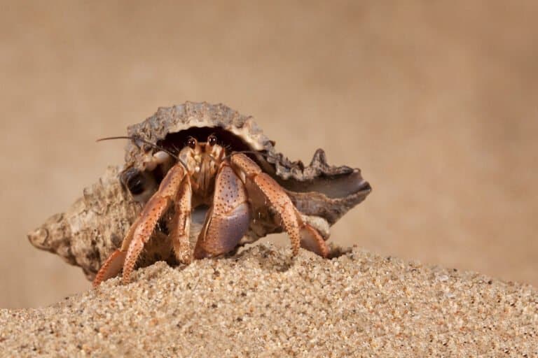 Crab Predators: What Eats Crabs? - A-Z Animals