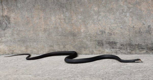 Racer Snake Animal Facts - Coluber constrictor - A-Z Animals