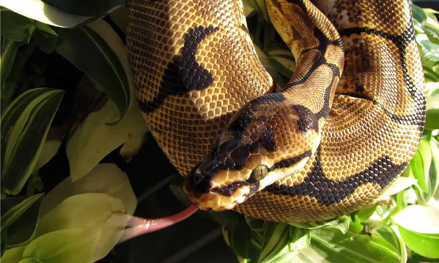 Spider Ball Python Animal Facts - Python regius - A-Z Animals