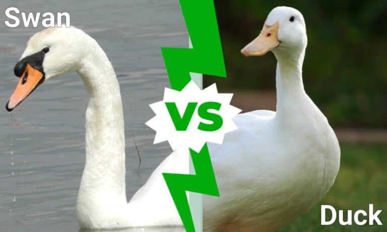 Swan vs Duck: 5 Key Differences - A-Z Animals
