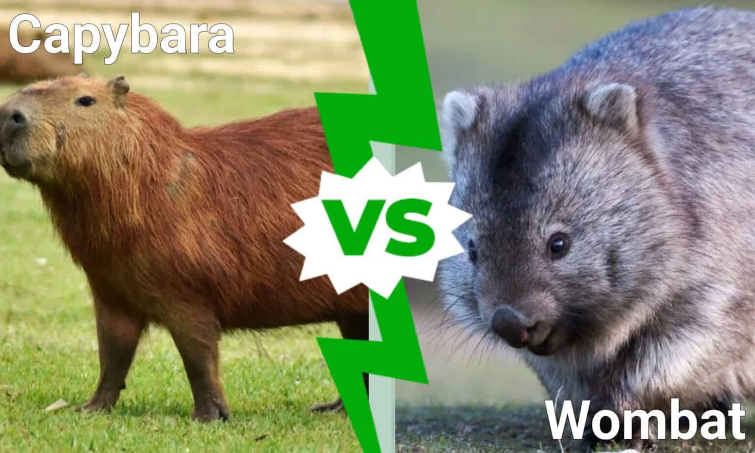 Capybara vs Wombat: 5 Key Differences - A-Z Animals