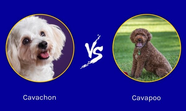 Cavachon vs Cavapoo: What Are The Differences? - A-Z Animals