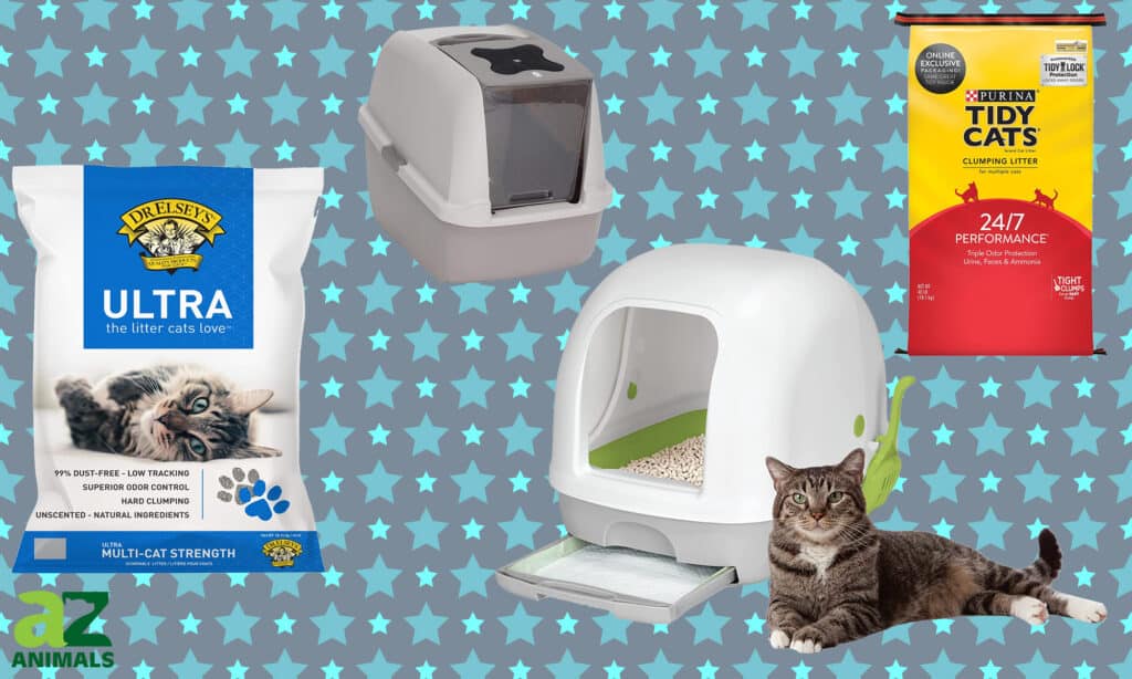 The Best Low-Dust Cat Litter Options: Top Picks and Reviews - A-Z Animals