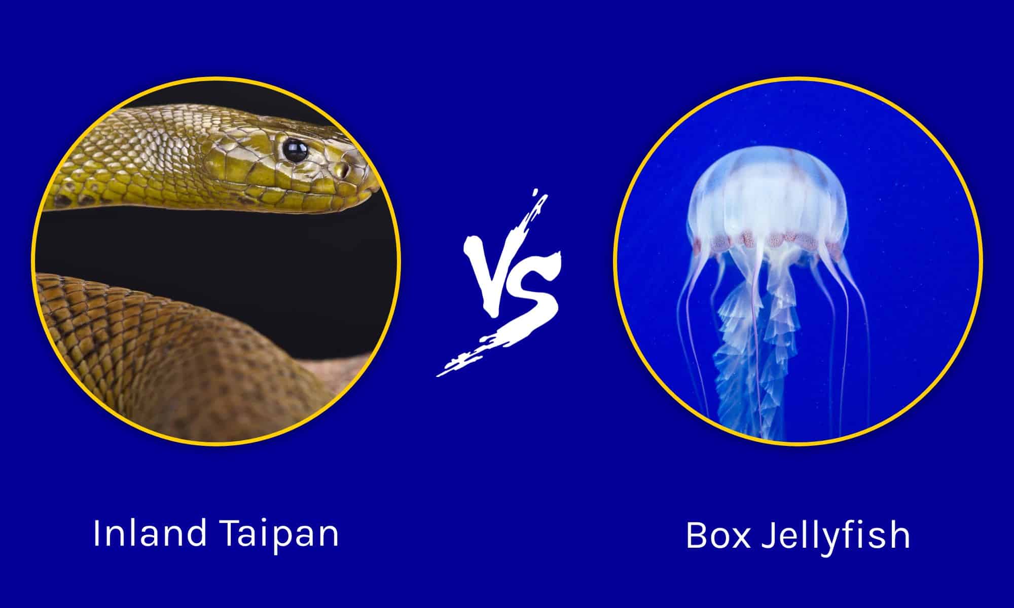 Inland Taipan vs Box Jellyfish: Which Is More Deadly? - A-Z Animals