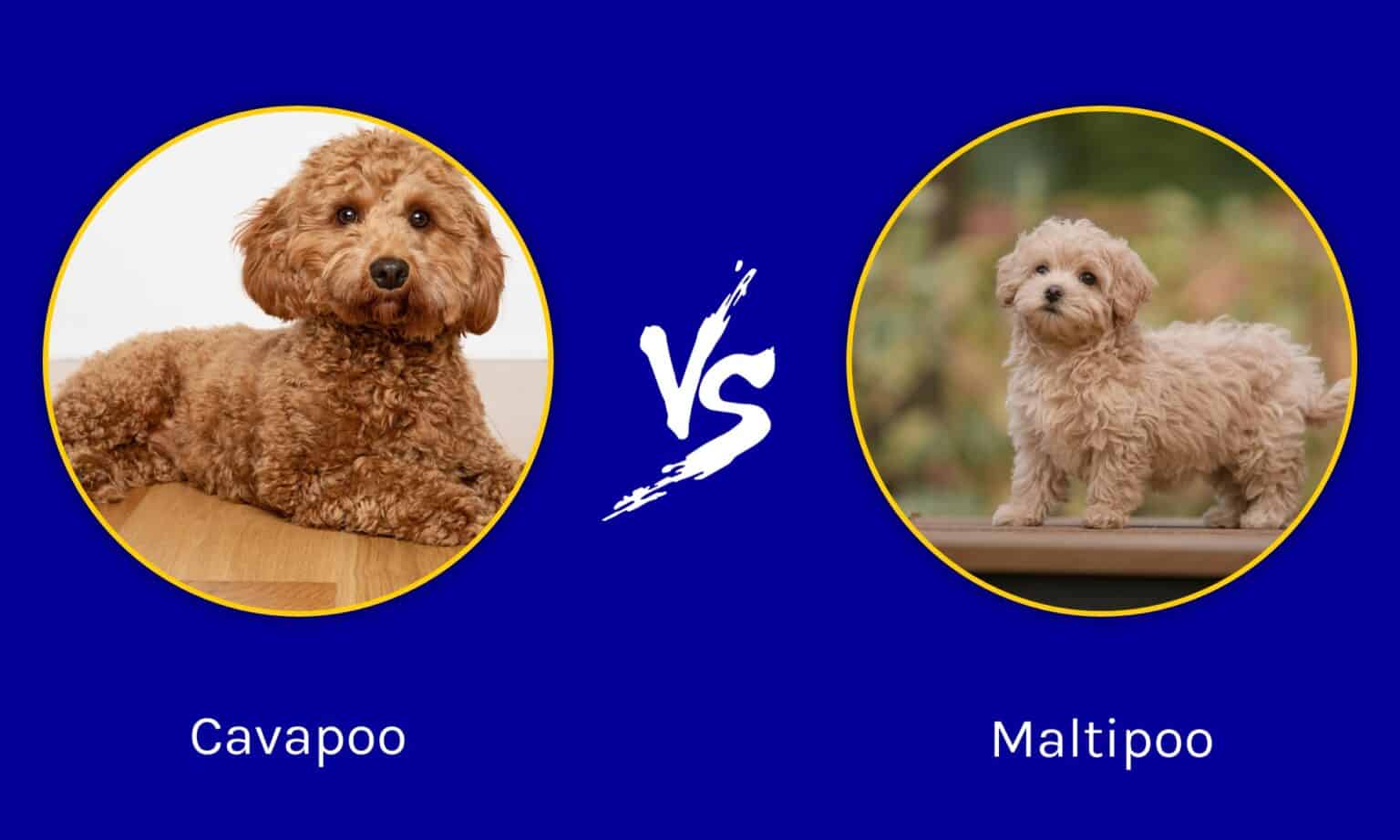 Cavapoo vs Maltipoo: The Key Differences - A-Z Animals