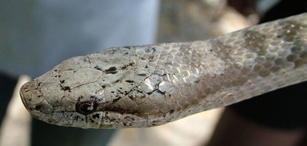 The Planet’s Most Elusive Serpents: 8 Rarest Snakes - A-Z Animals