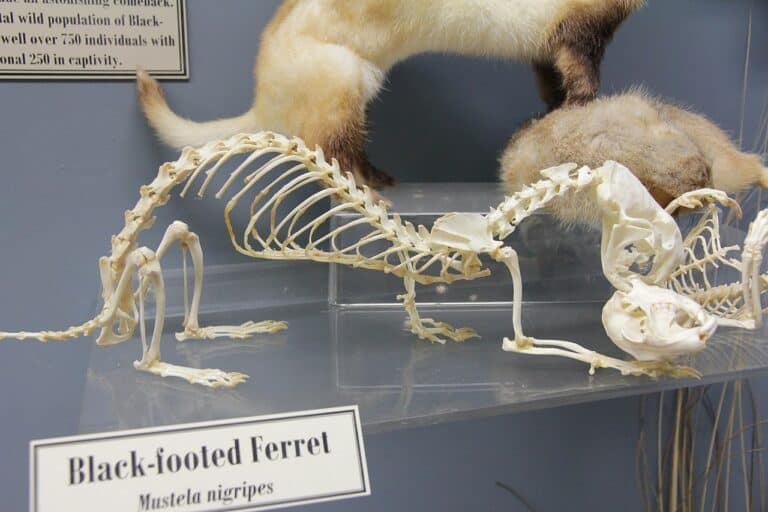 Do Ferrets Have Spines? - A-Z Animals