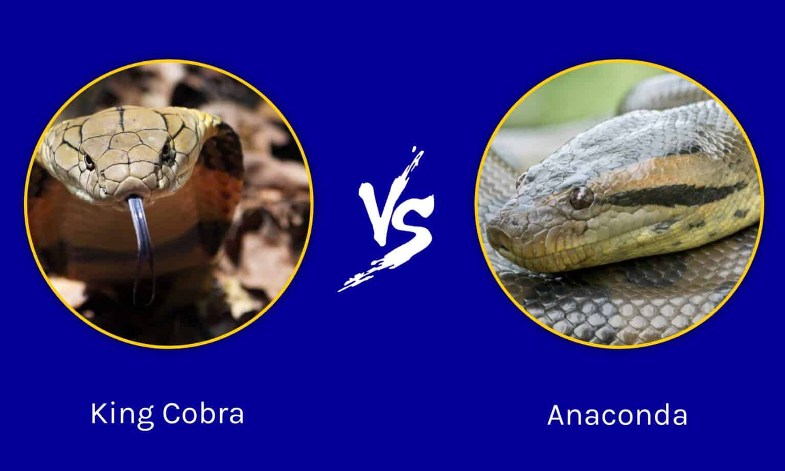 King Cobra vs Anaconda: Who Would Win in a Fight? - A-Z Animals