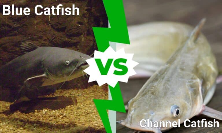 Blue Catfish vs Channel Catfish -5 Differences - A-Z Animals