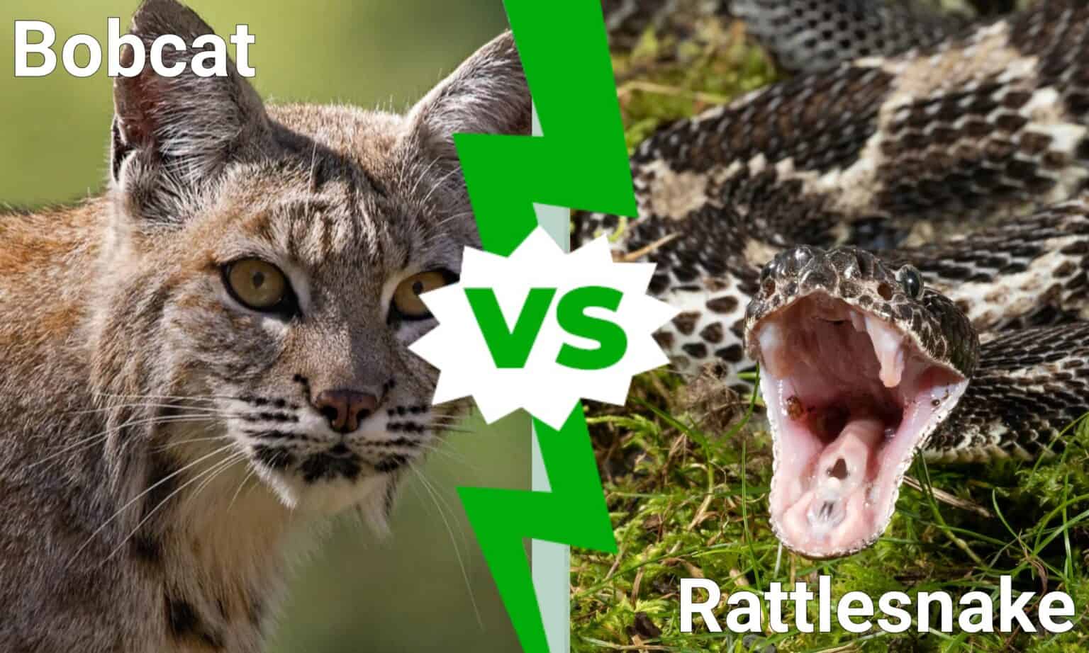 Bobcat vs Rattlesnake: Who Would Win the Fight? - A-Z Animals
