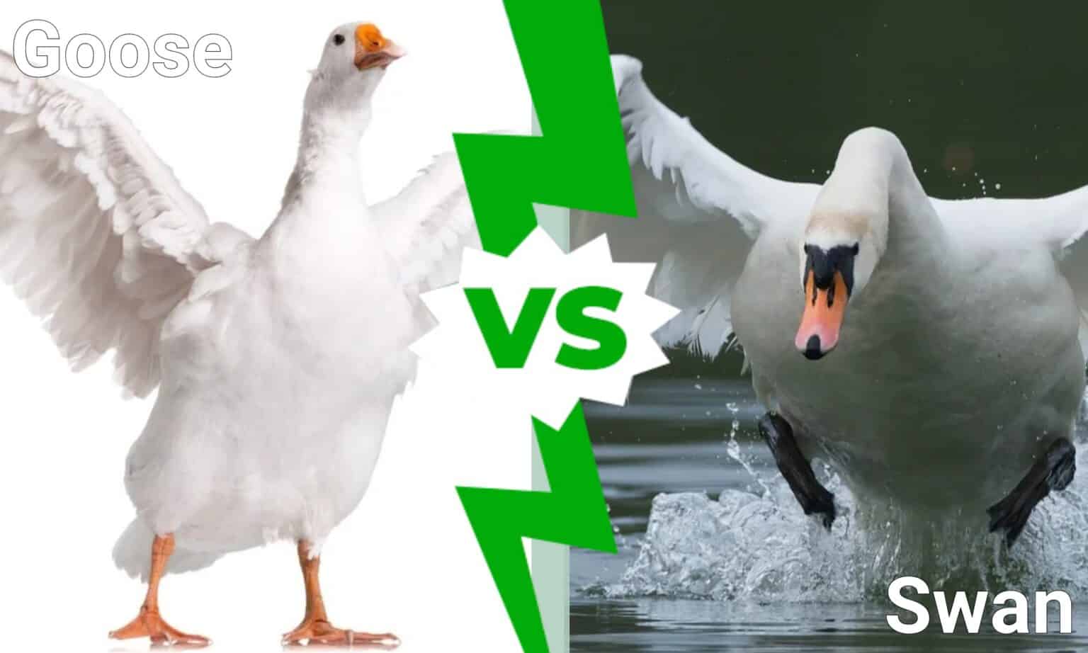 Goose vs Swan: 4 Key Differences Explained - A-Z Animals