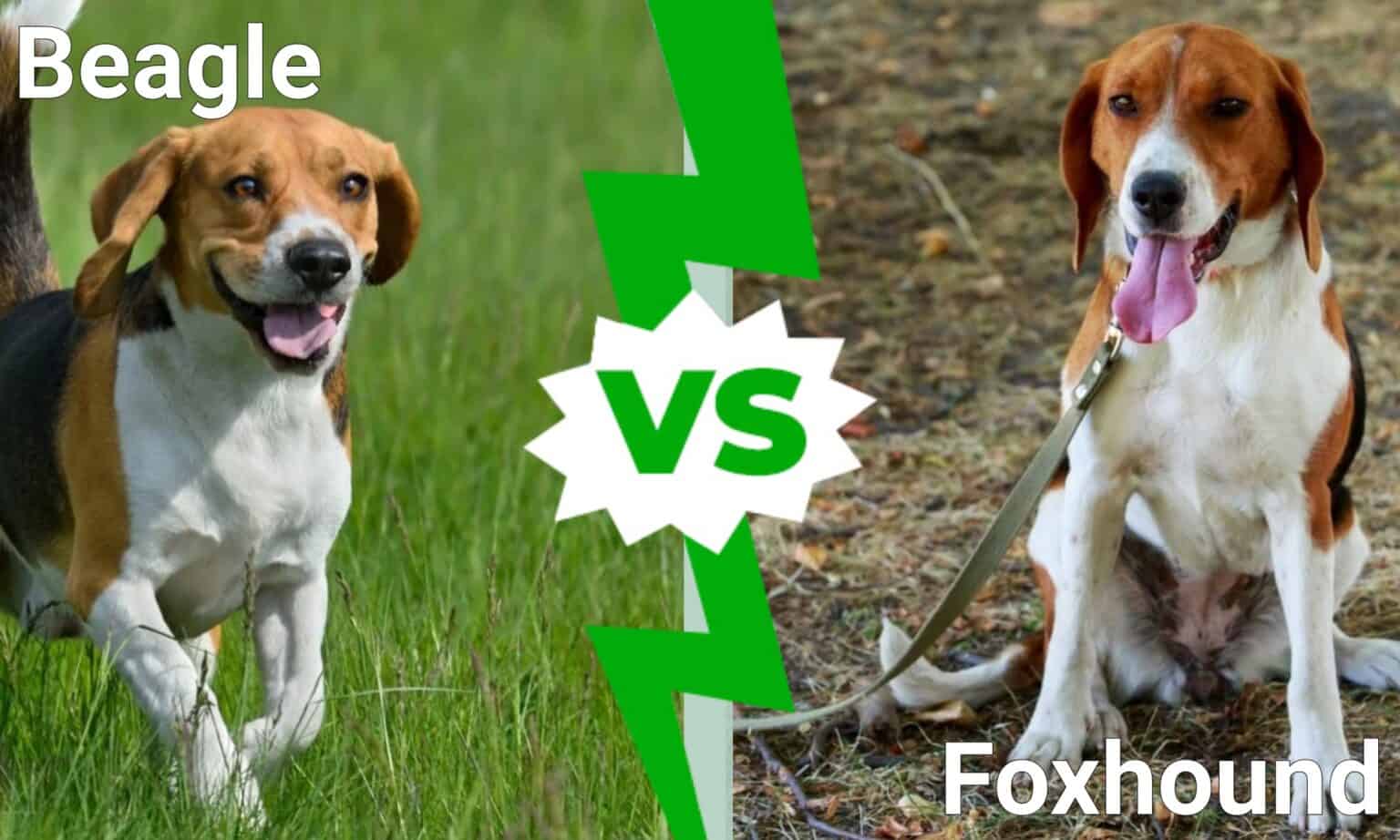 Beagle vs Foxhound: How Are They Different? - A-Z Animals