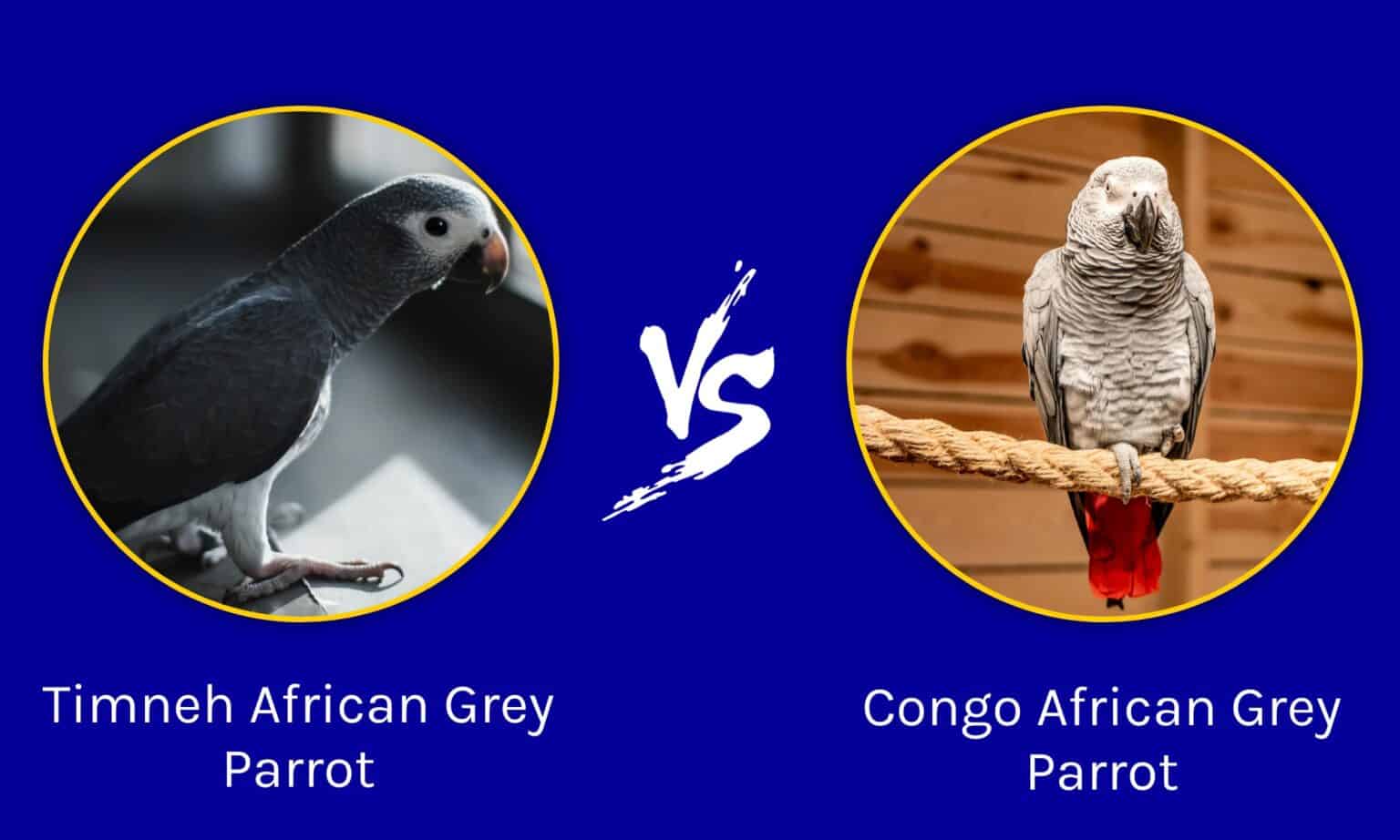 Timneh VS Congo African Grey Parrots: Spotting Key Differences - A-Z ...