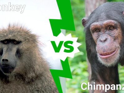 Compare and Contrast Animals From Around the Planet! - A-Z Animals