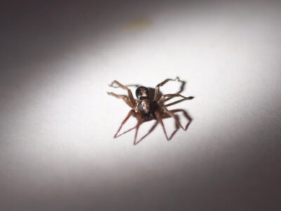 10 Spiders in Arizona - A-Z Animals