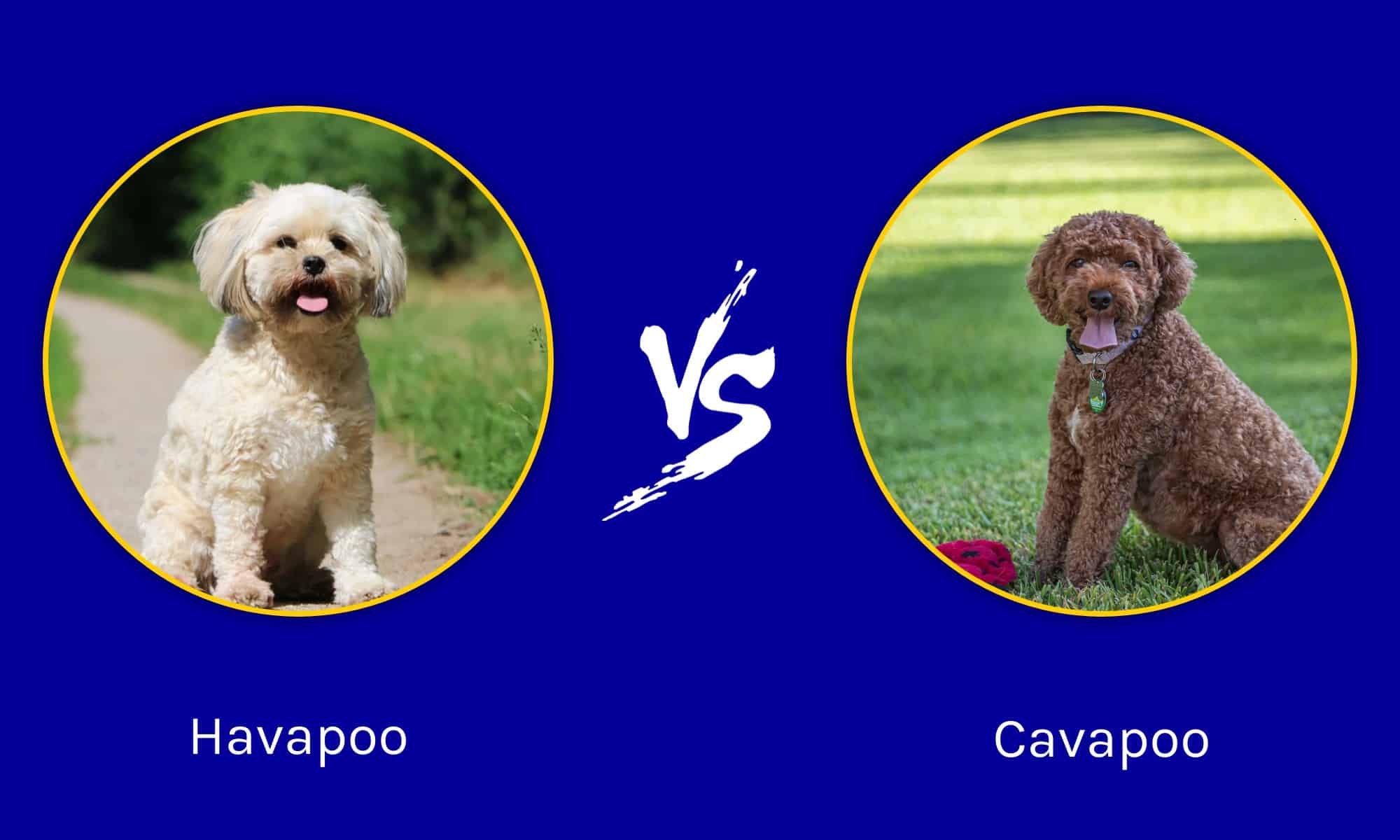 Havapoo vs Cavapoo: How Are They Different? - A-Z Animals